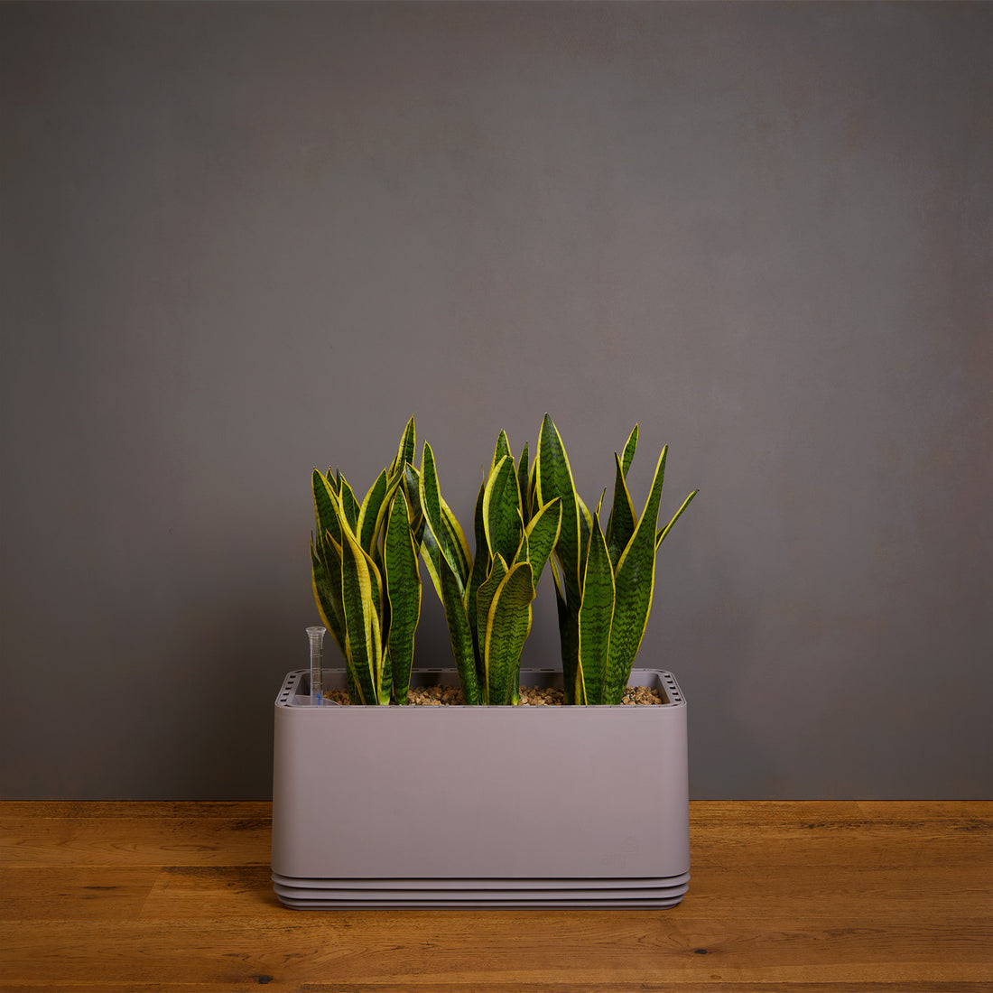 AIRYs natürliche Luftreiniger für ein gesünderes Raumklima – AIRY Green ...