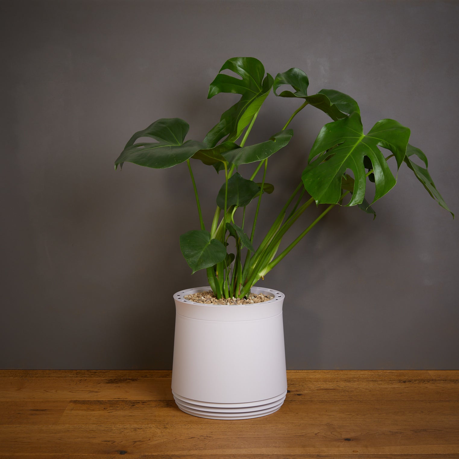 AIRY System M Monstera – AIRY Green Solutions GmbH