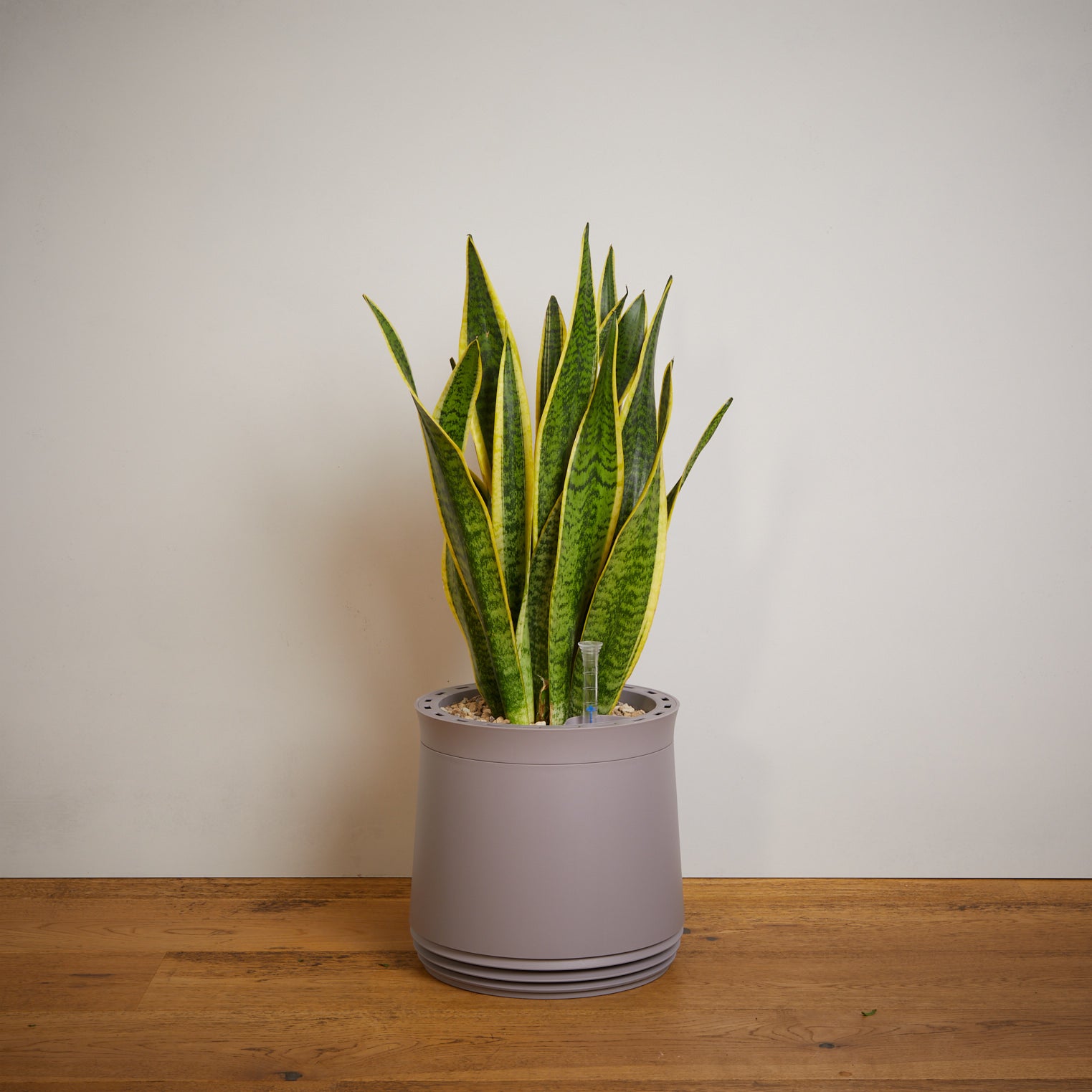 AIRYs natürliche Luftreiniger für ein gesünderes Raumklima – AIRY Green ...