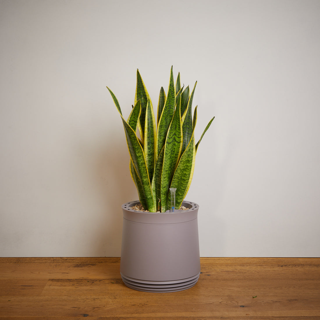 AIRYs natürliche Luftreiniger für ein gesünderes Raumklima – AIRY Green ...