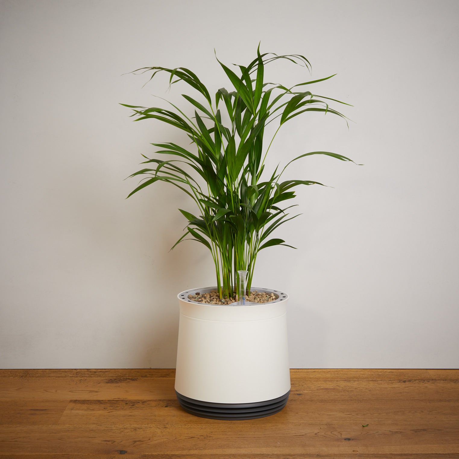 AIRYs natürliche Luftreiniger für ein gesünderes Raumklima – AIRY Green ...