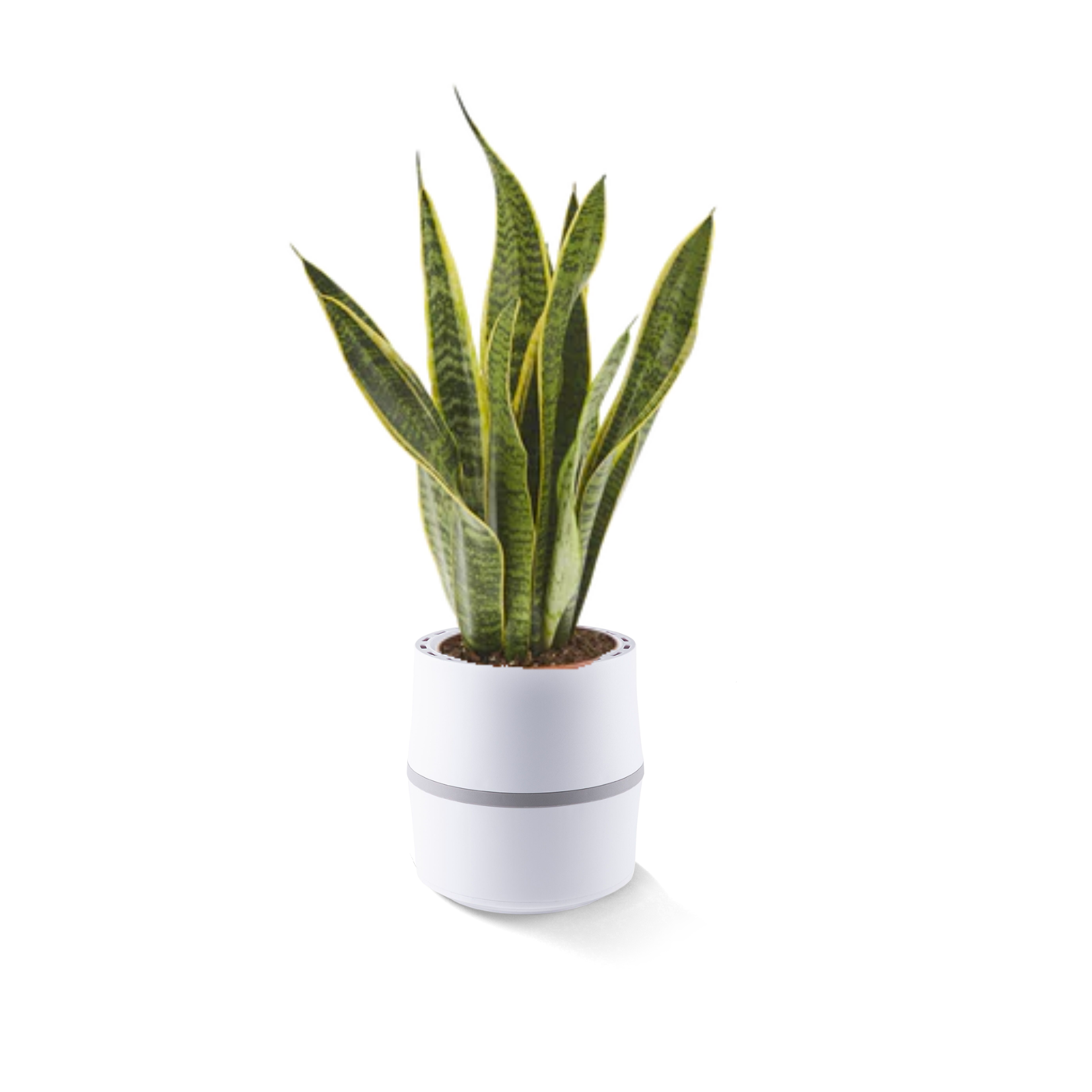 AIRYs natürliche Luftreiniger für ein gesünderes Raumklima – AIRY Green ...